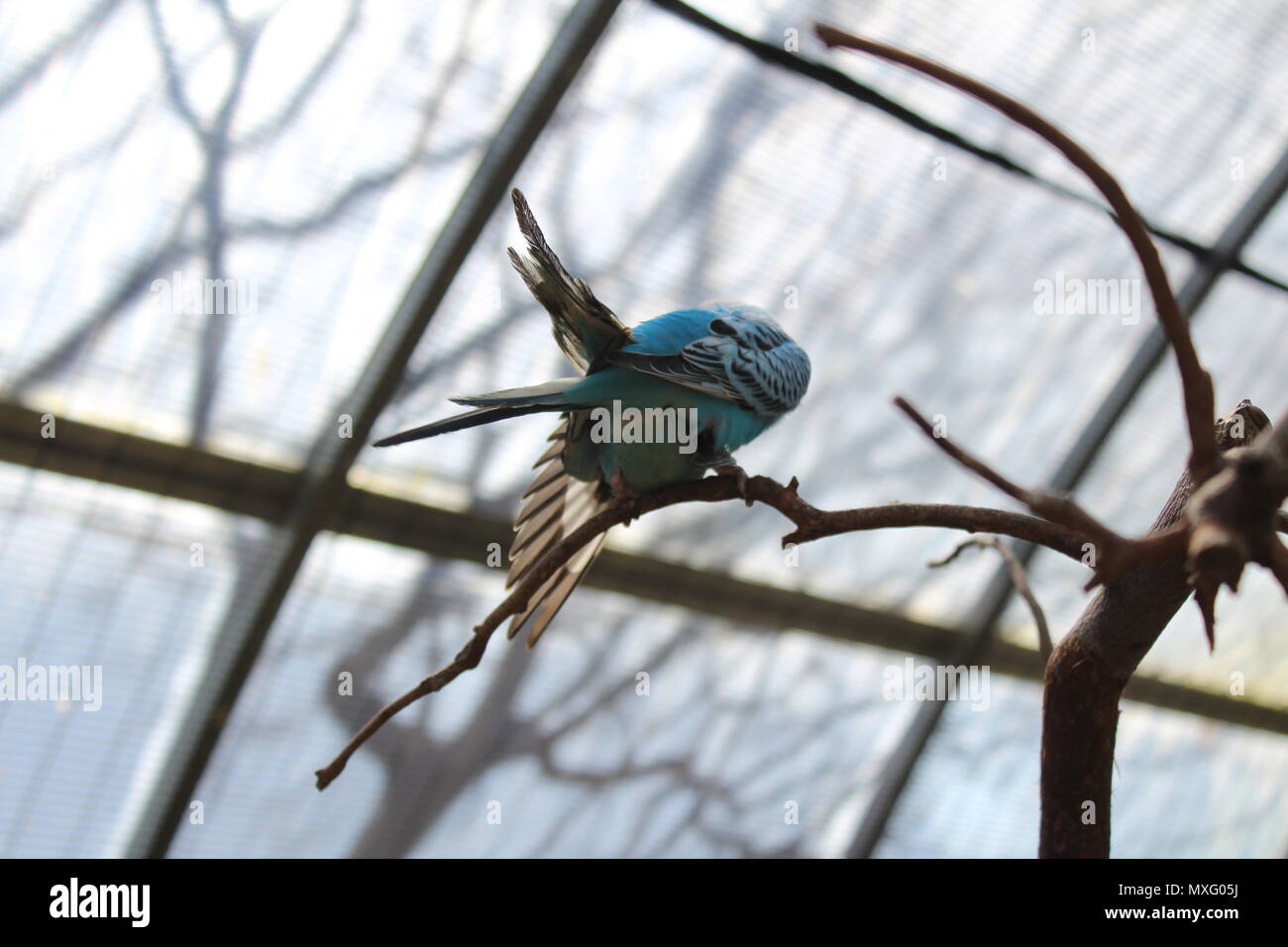 Two Budgies, or common parakeets, displaying mating behavior in an ...