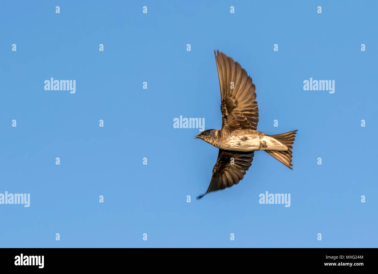 Purple martin bird hi-res stock photography and images - Alamy