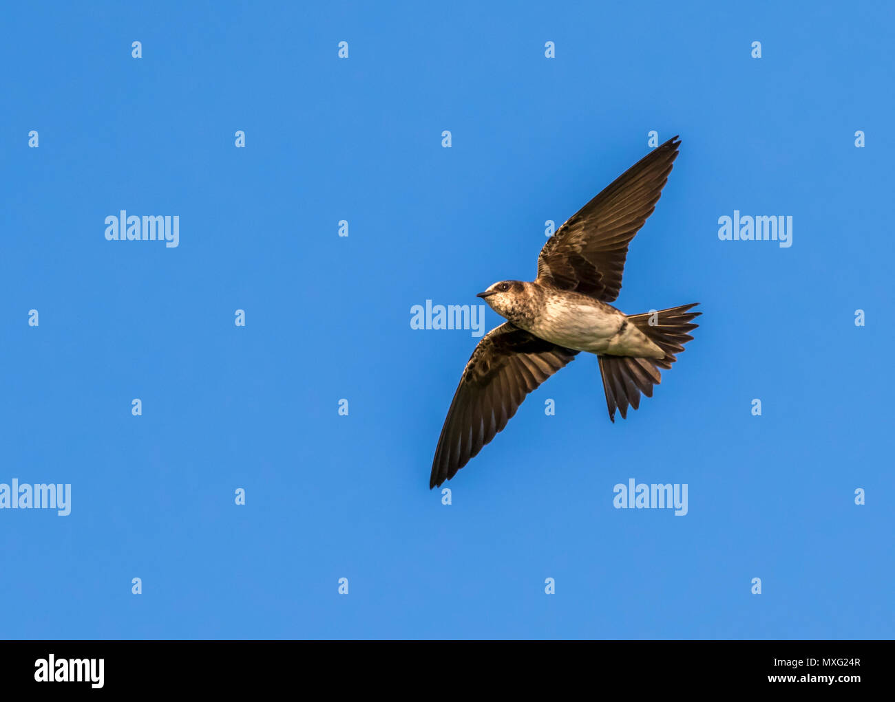 Purple martin bird hi-res stock photography and images - Alamy