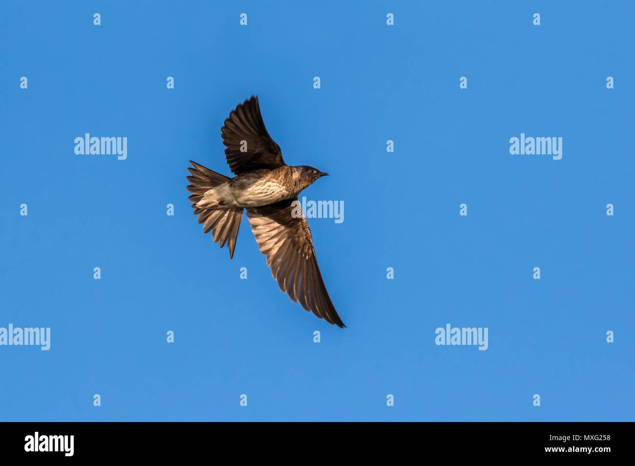 Female Purple Martin High Resolution Stock Photography and Images - Alamy