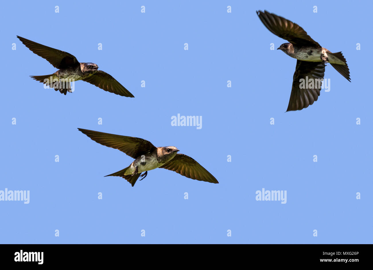 Purple martins flying hi-res stock photography and images - Alamy