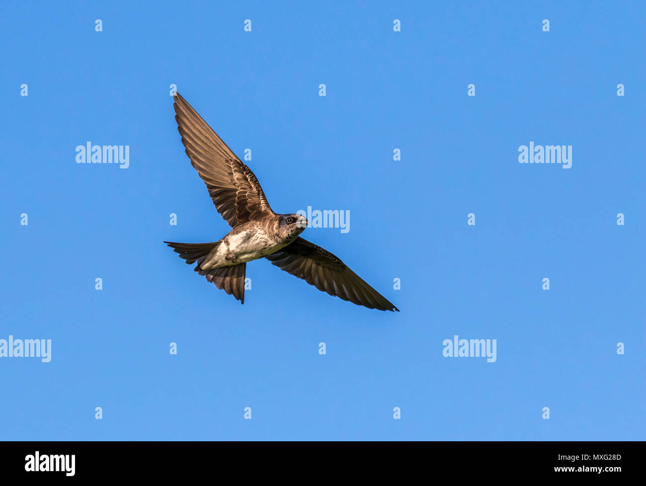 Female purple martin hi-res stock photography and images - Alamy