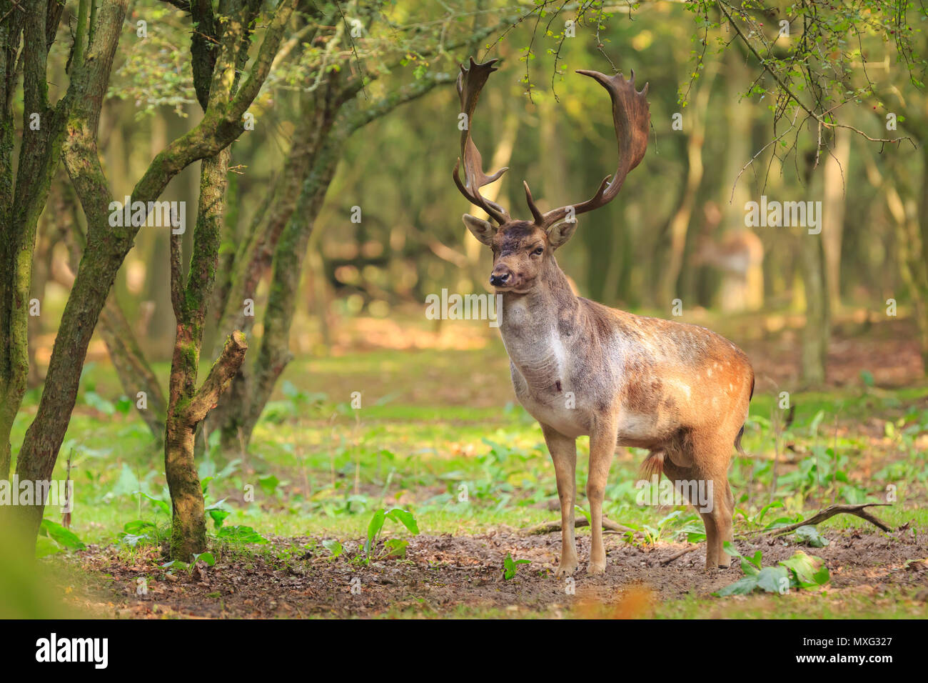 Big Fallow deer buck, Dama Dama, with large antlers walking in a green ...