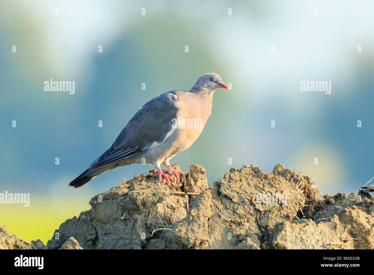 Preening pigeon hi-res stock photography and images - Alamy