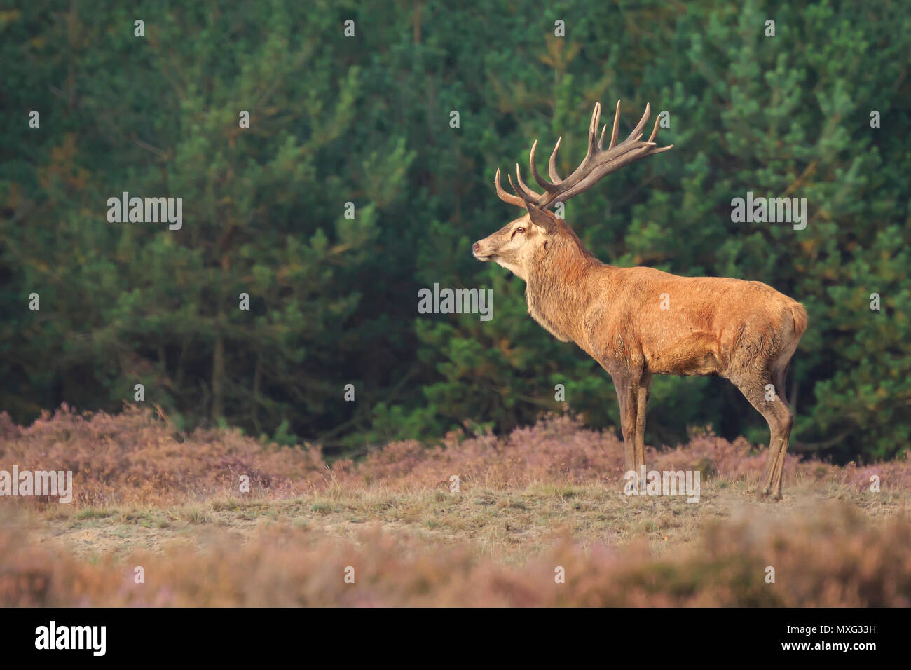 Antler wildlife hi-res stock photography and images - Alamy