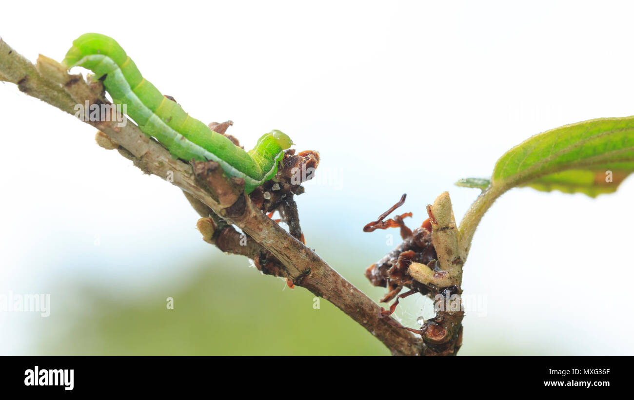 Closeup of a caterpillar or larva of a angle shades moth (Phlogophora ...