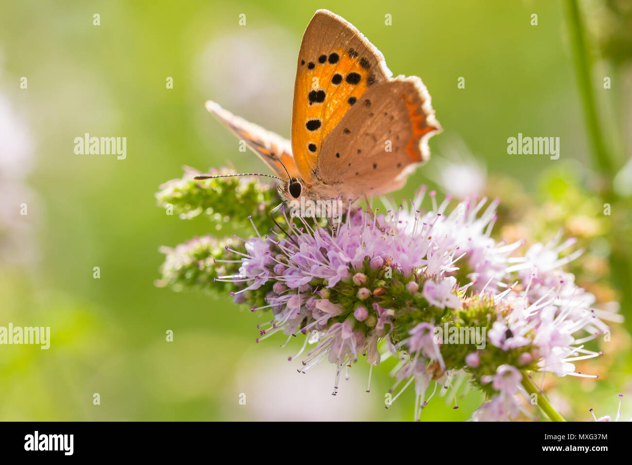 Closeup of a small or common Copper butterfly, lycaena phlaeas, feeding ...
