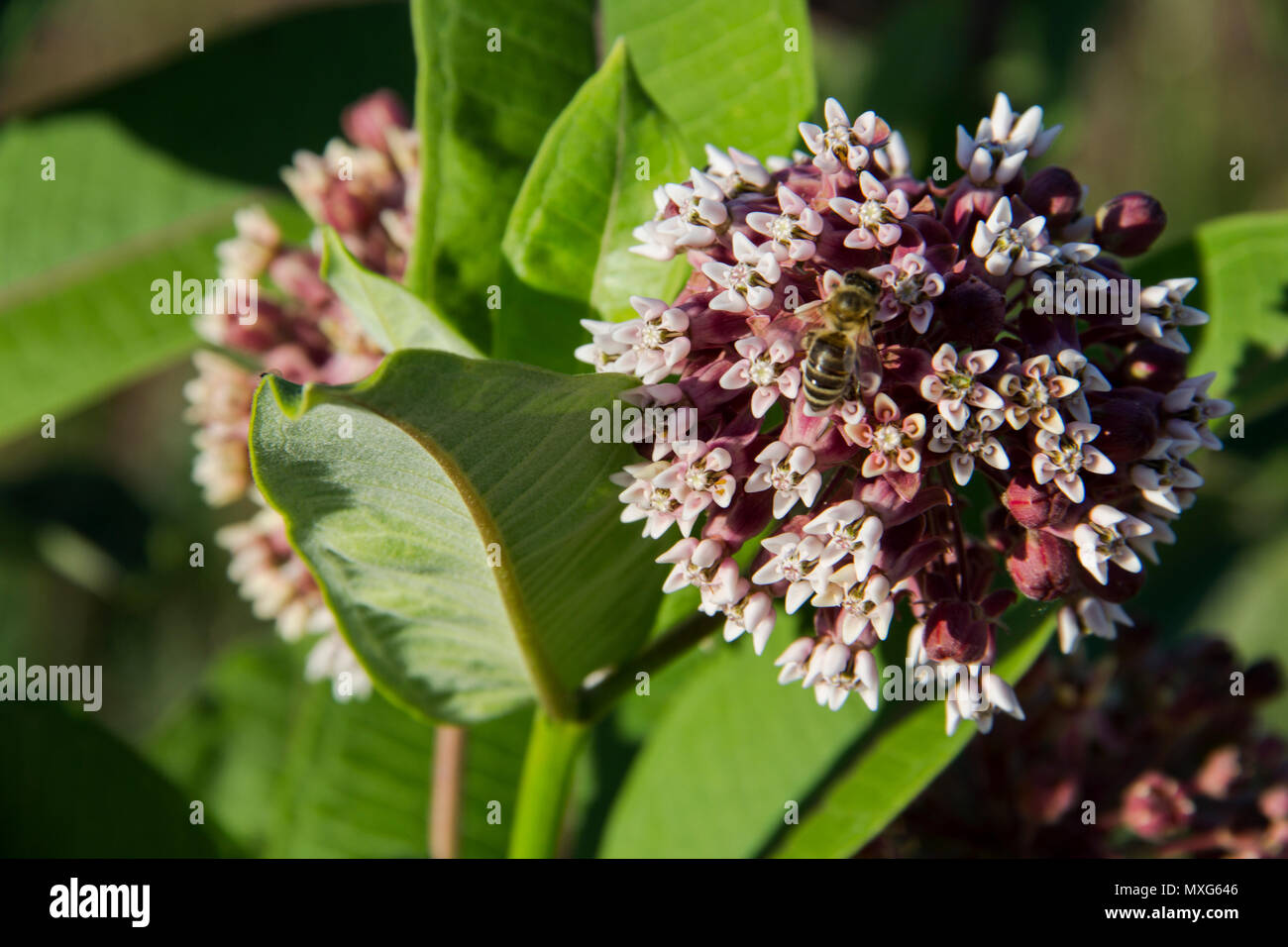 Common milkweed flowers hi-res stock photography and images - Alamy