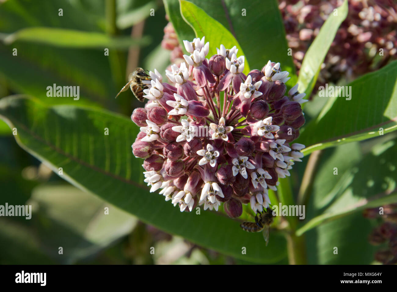 Common Milkweed Stock Photo - Alamy