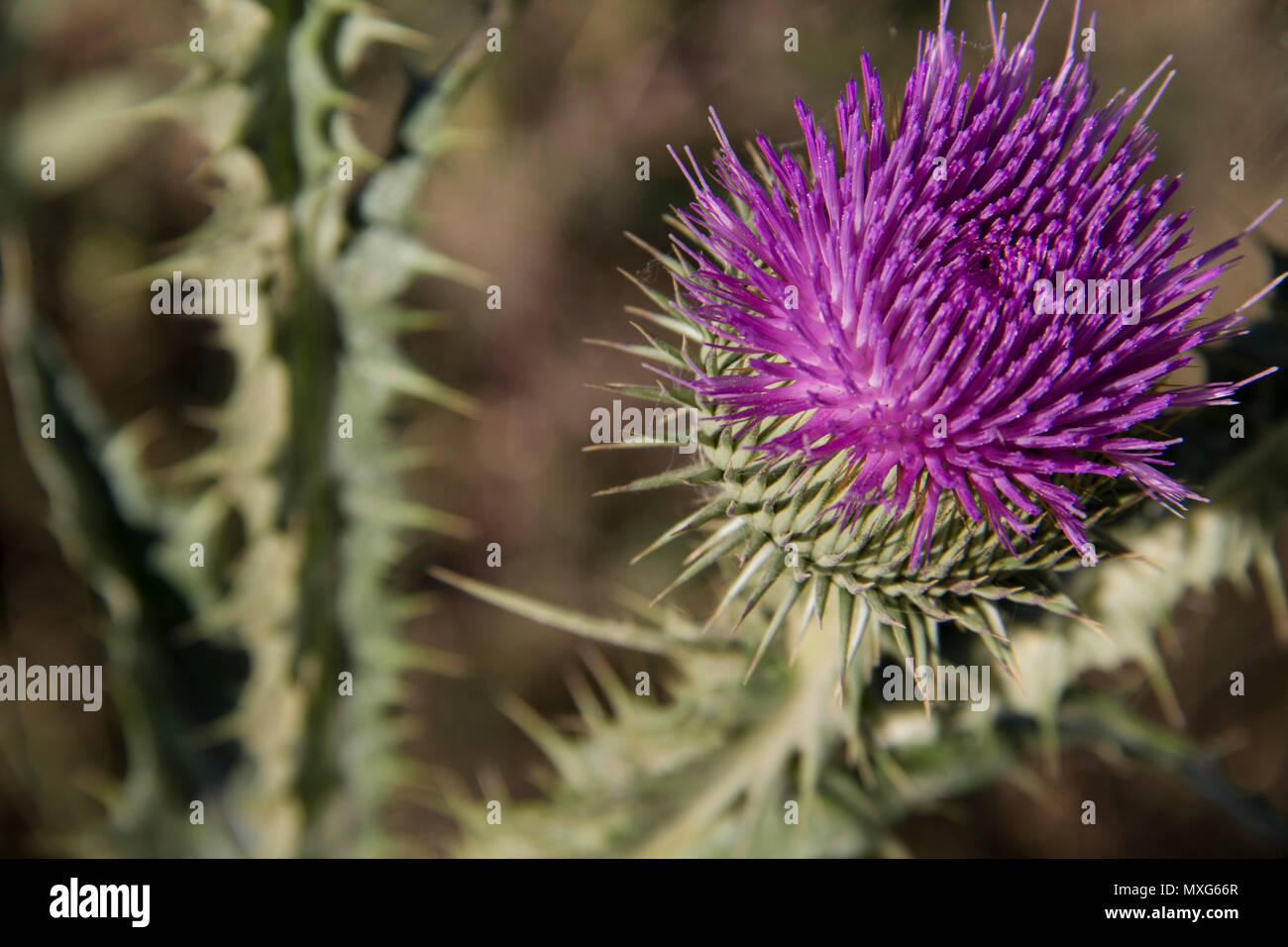 Bur thistle hi-res stock photography and images - Alamy