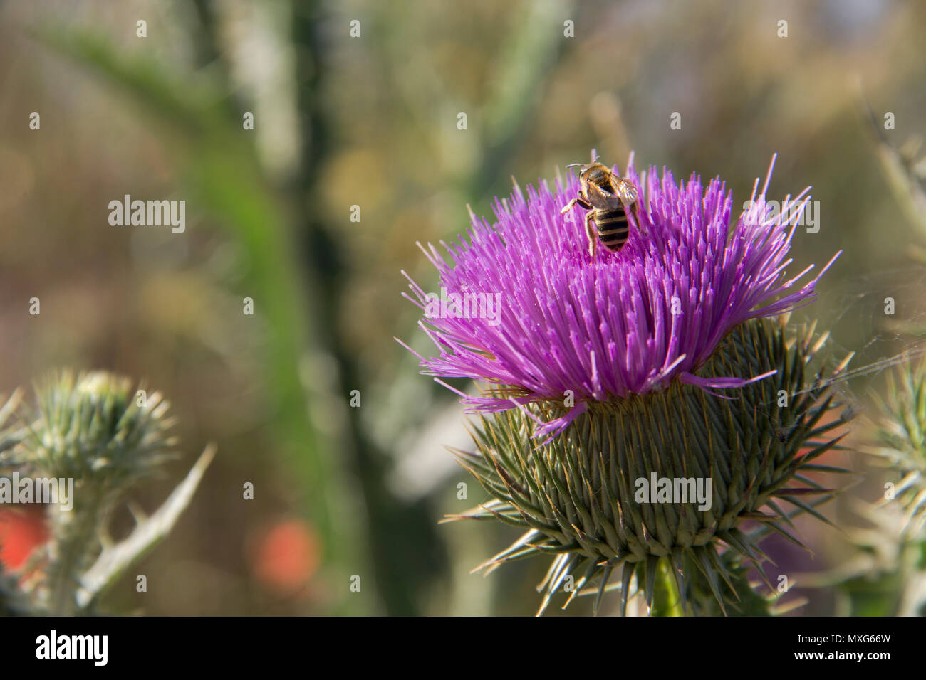 Flower Thistle with bee Stock Photo - Alamy