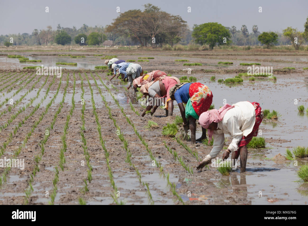 India tamil nadu rice farming hi-res stock photography and images - Alamy