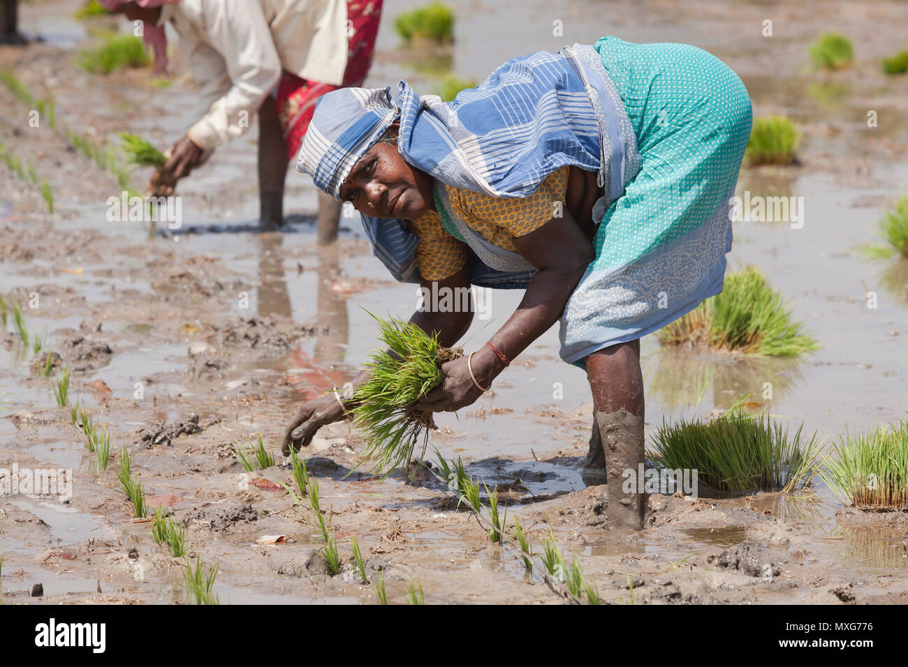 Asia, India, Tamil Nadu, Thiruvisanallur, Women planting rice Stock ...