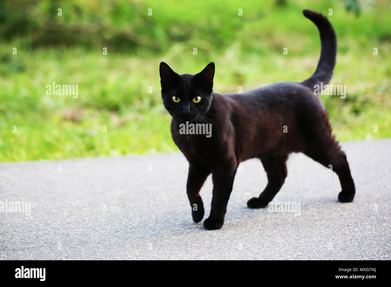 Homeless cat on the street. Concept of caring and helping animals Stock ...