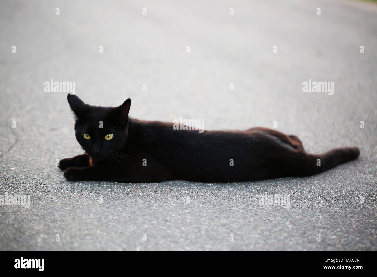 Helping stray animals hi-res stock photography and images - Alamy