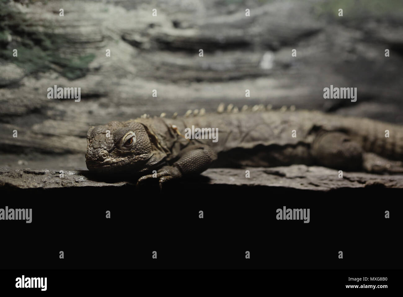 Gecko close up hi-res stock photography and images - Alamy