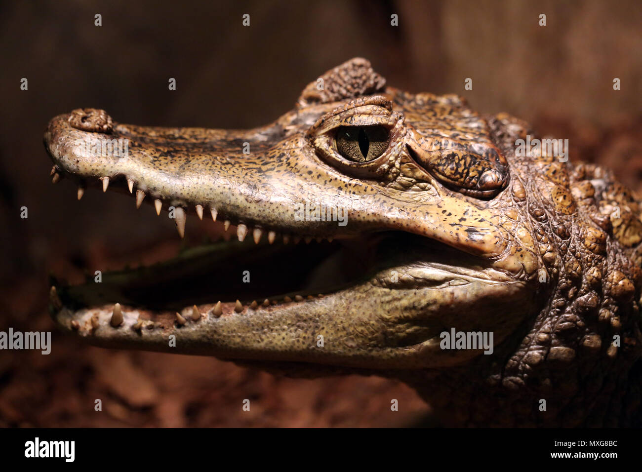 Alligator showing teeth hi-res stock photography and images - Alamy