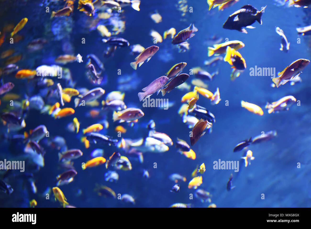 Mix of tropical fish close up under water photo Stock Photo - Alamy