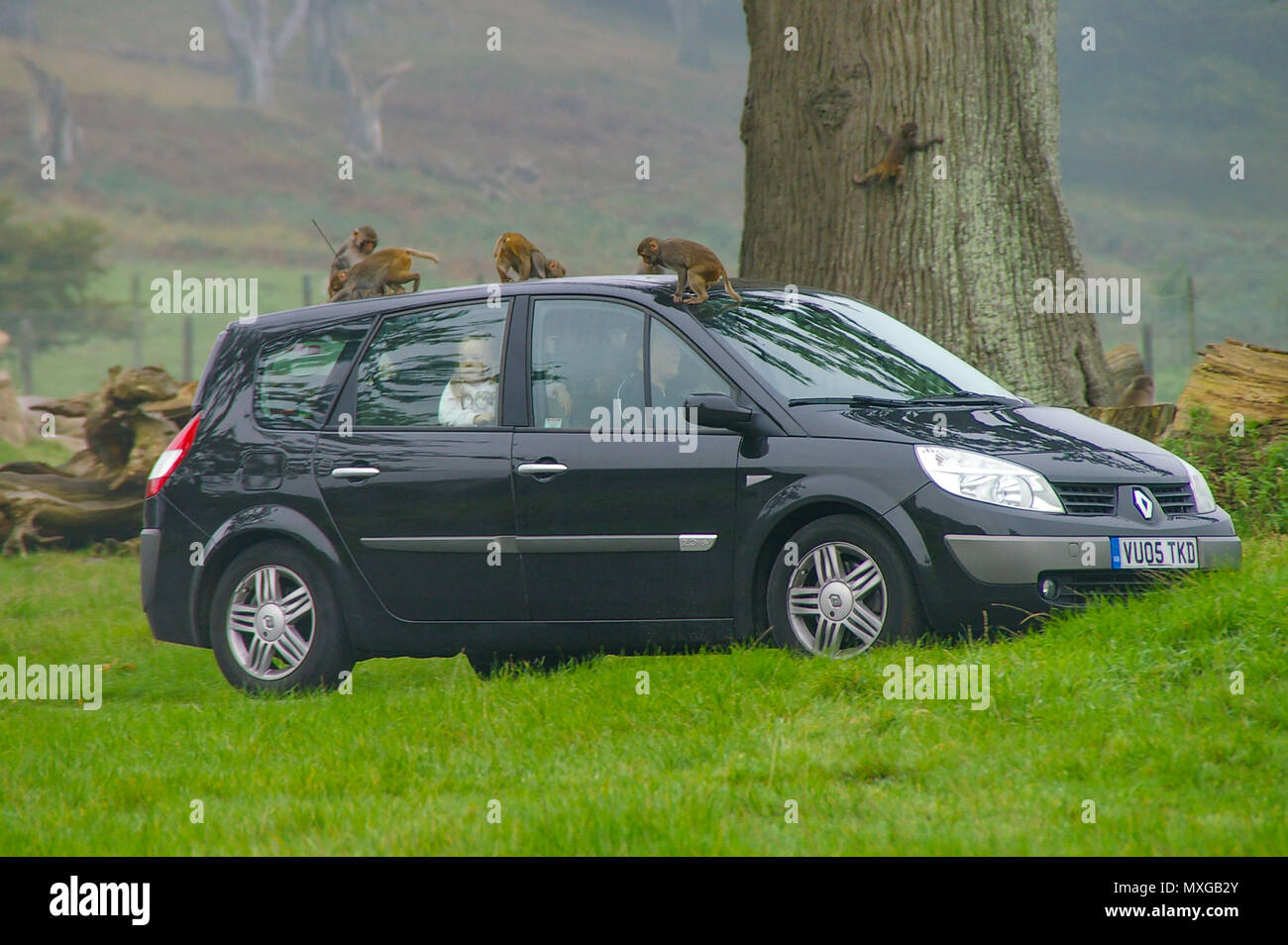 Monkeys on a car in Longleat Safari Park, UK. Rhesus monkeys. Riding on ...
