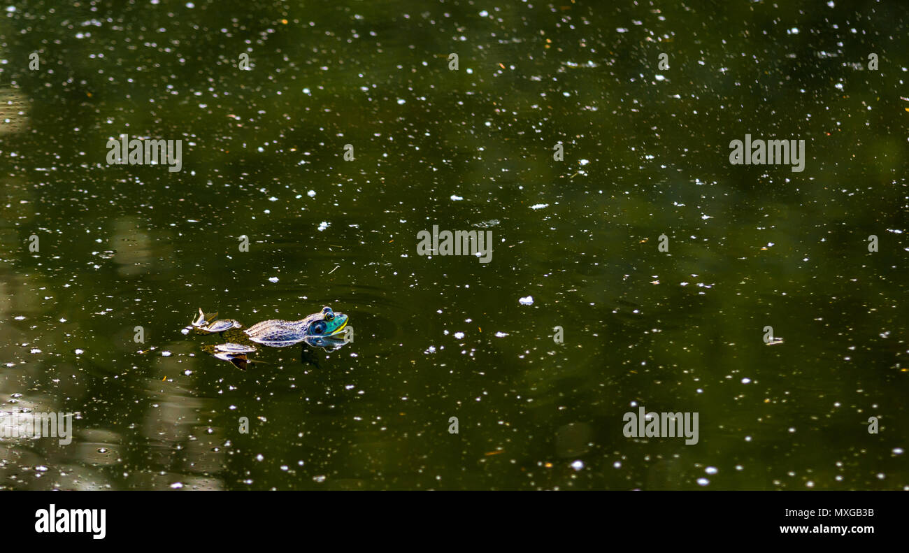 American Bullfrog floating in a murky green pond with debris Stock ...
