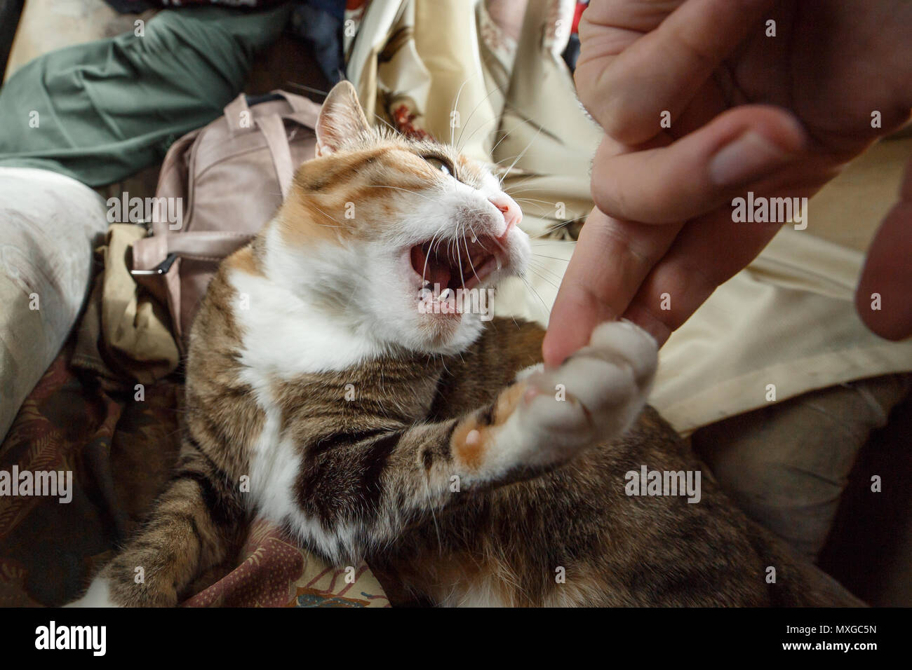 Angry cat hi-res stock photography and images - Alamy