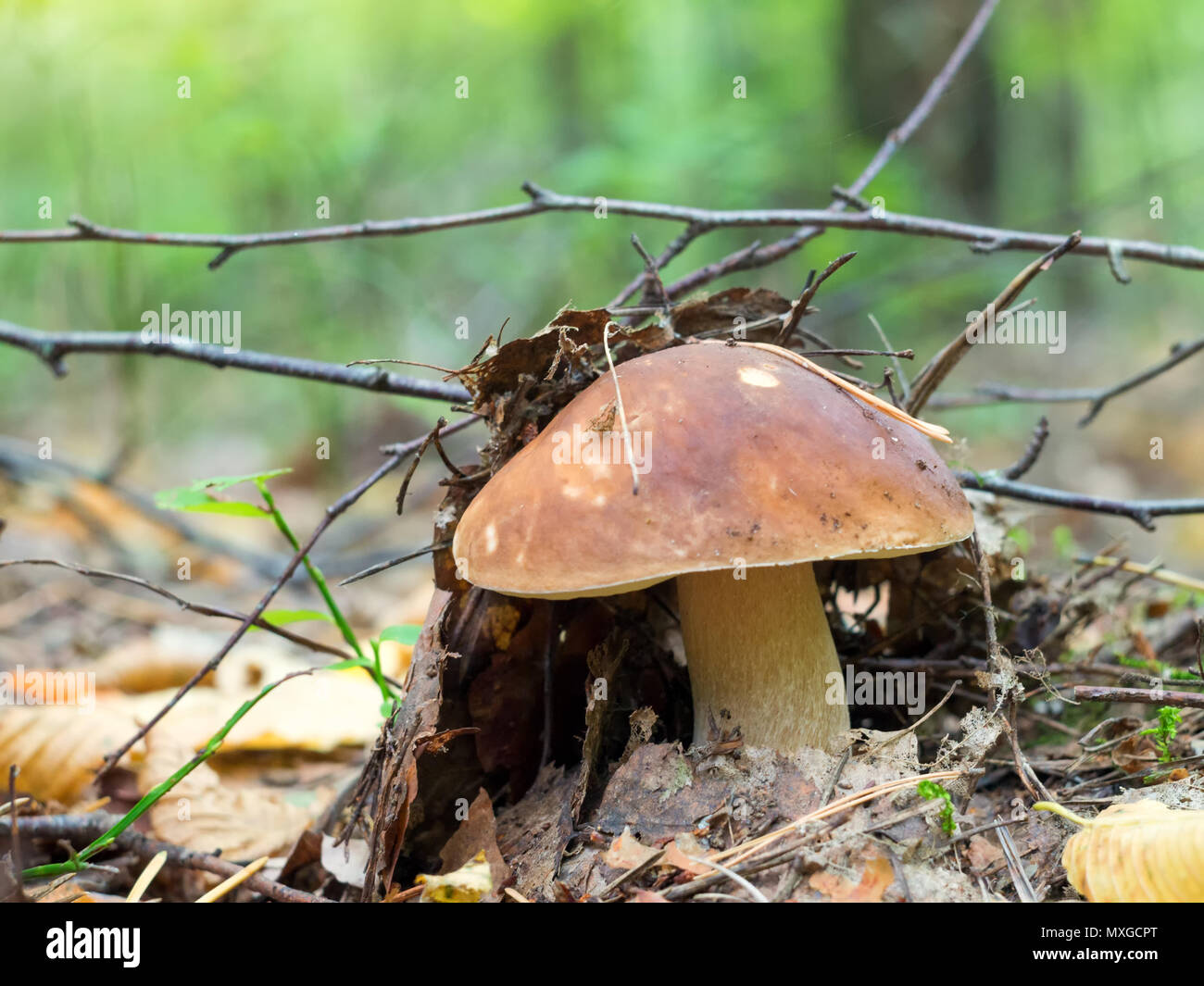 white mushroom in the forest. Edible mushroom on forest cone pollen ...