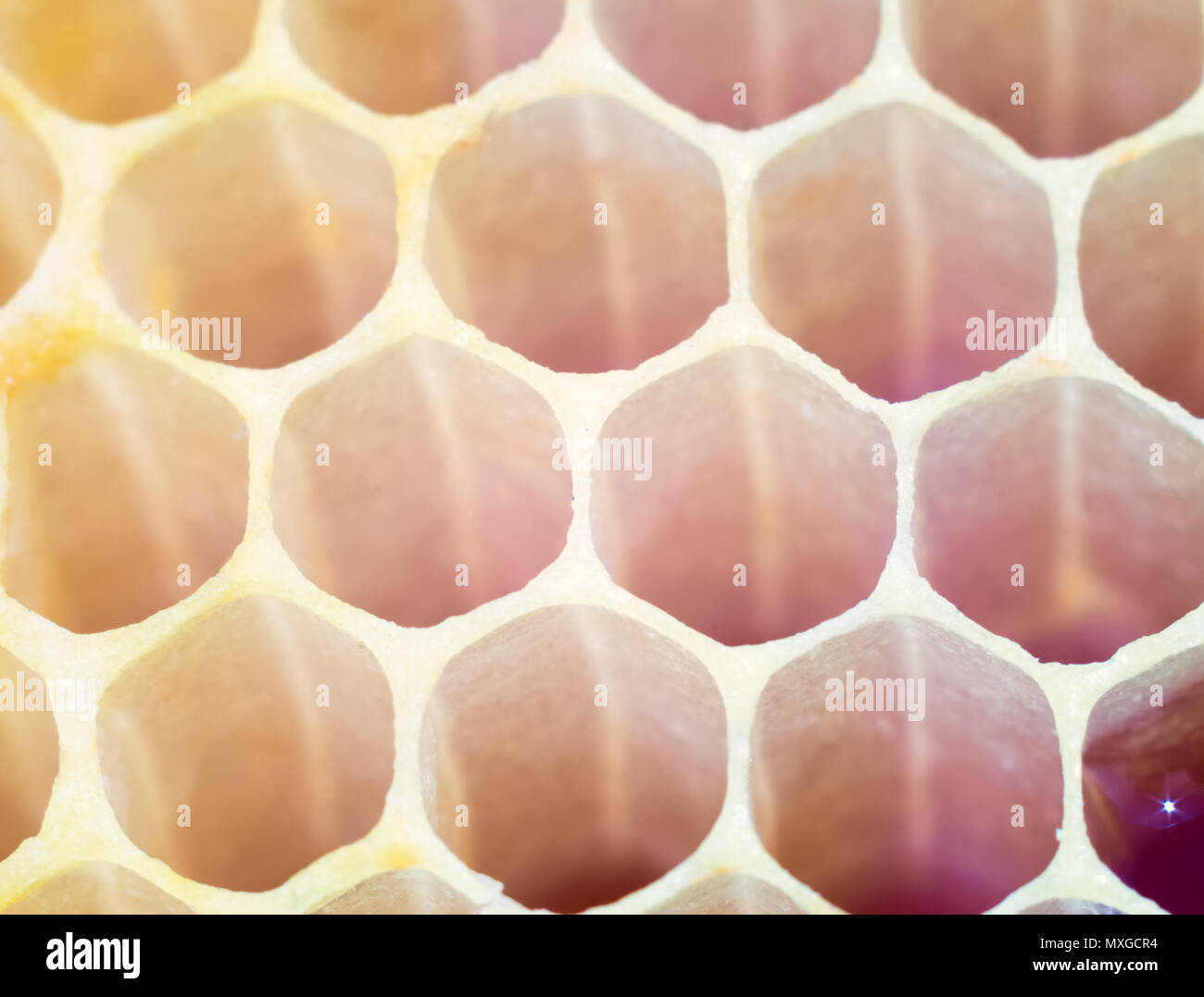 bee honeycombs. The structure of a honeycomb filled with honey Stock ...