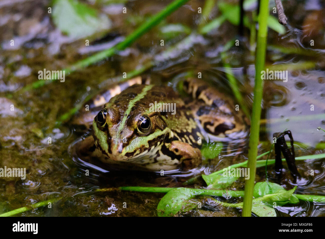 A green frog also known as the common water frog or edible frog in a ...