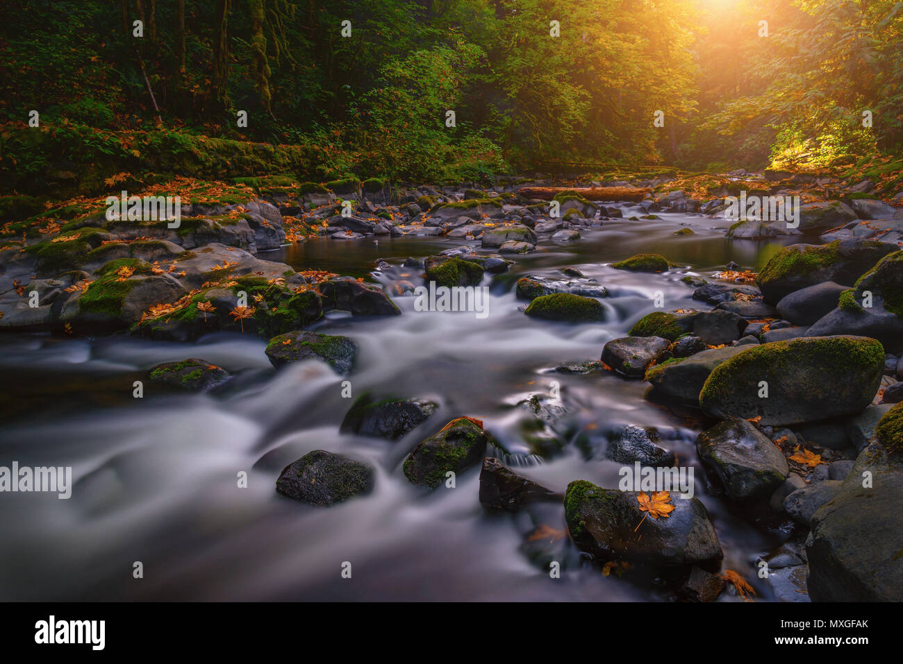 Magical autumn hi-res stock photography and images - Alamy