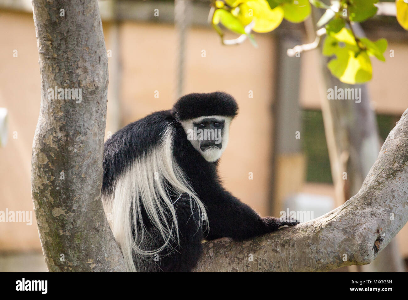 Black and white Colobus monkey Angola colobus relaxes on a tree Stock ...