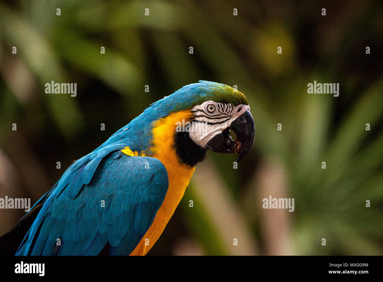 Blue and gold macaw bird Ara ararauna perches in captivity in Florida ...