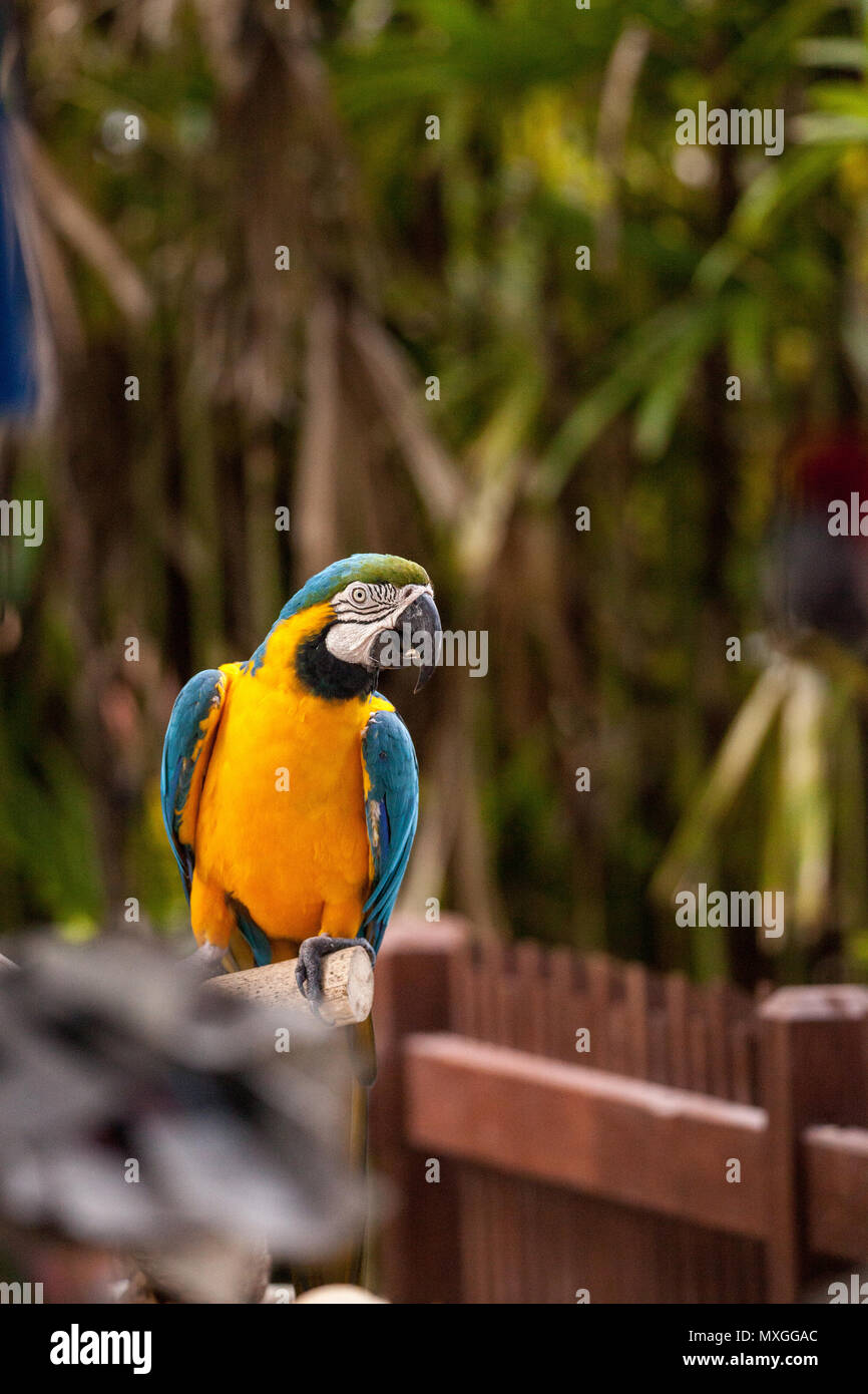 Blue and gold macaw bird Ara ararauna perches in captivity in Florida ...