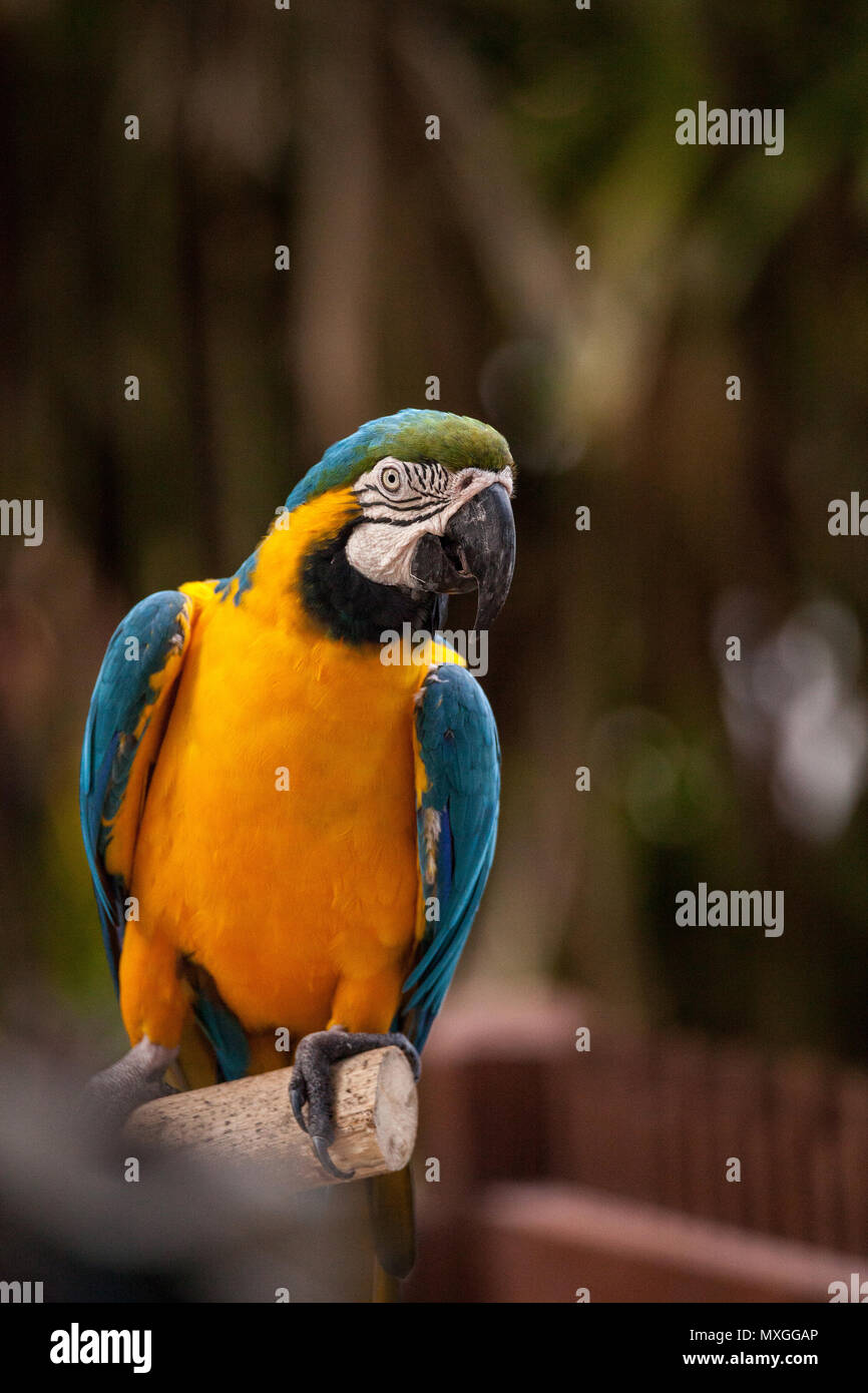 Blue and gold macaw bird Ara ararauna perches in captivity in Florida Stock Photo - Alamy