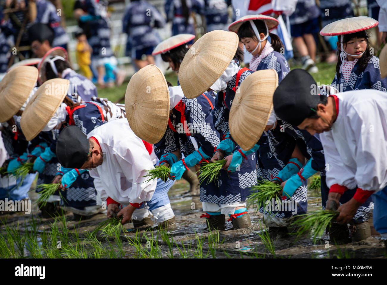 Japan rice planting machine hi-res stock photography and images - Alamy