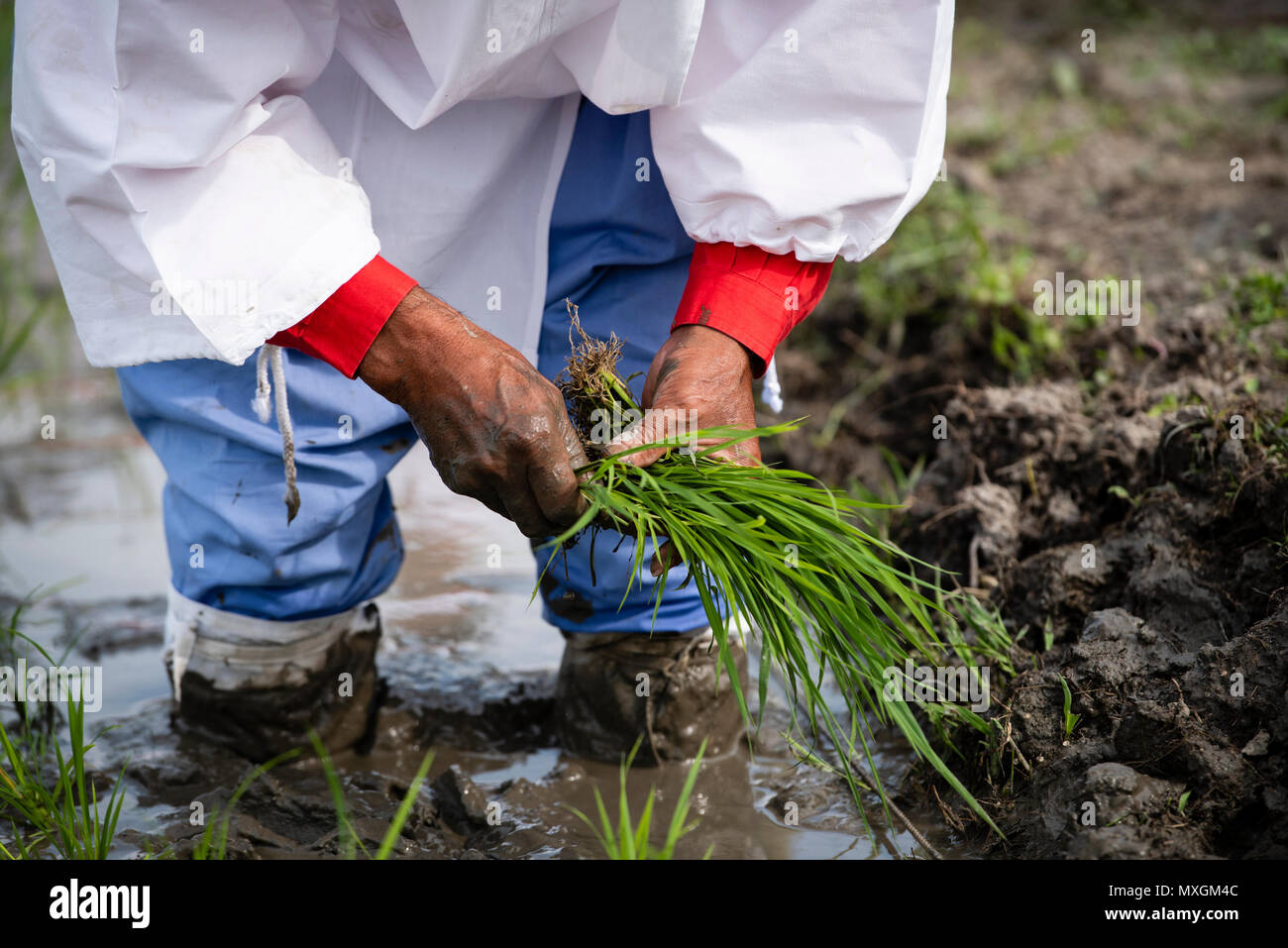 JUNE 3, 2018 - A man plants rice seedlings during Yuki Saiden O-taue ...