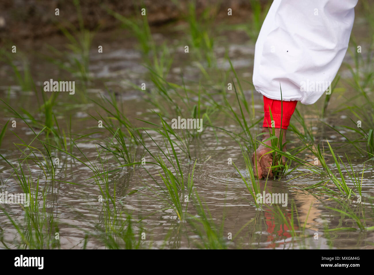 Japan rice planting machine hi-res stock photography and images - Alamy