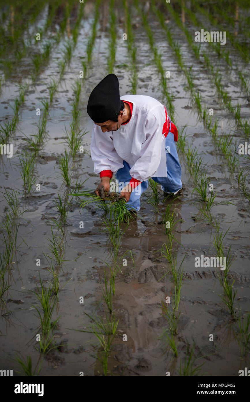 Japan rice planting machine hi-res stock photography and images - Alamy
