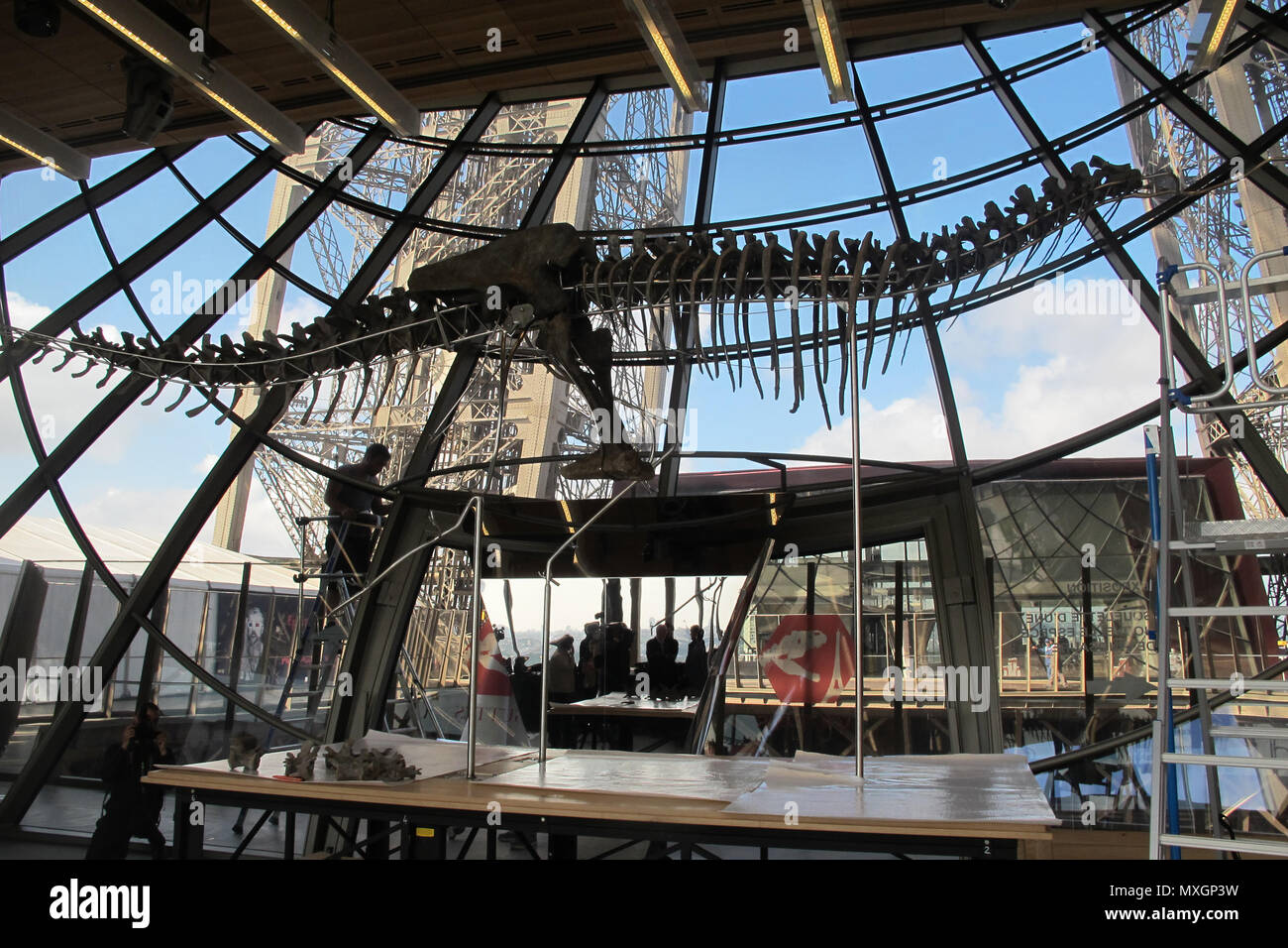 02 June 2018, France, Paris: The skeleton of a Theropod dinosaur in the ...