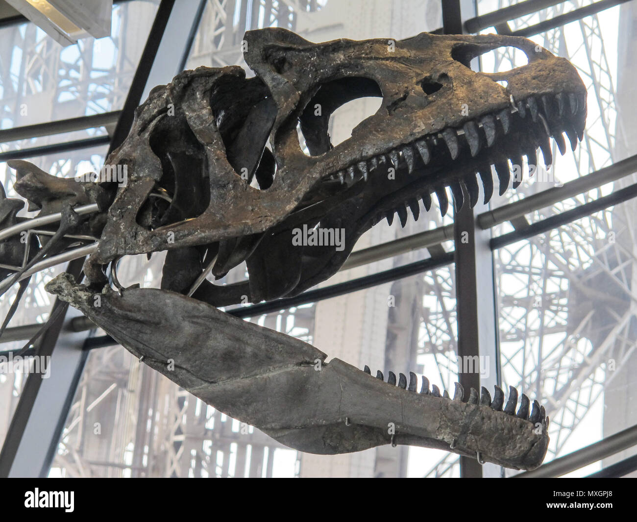 02 June 2018, France, Paris: The skull of a Theropod dinosaur before ...