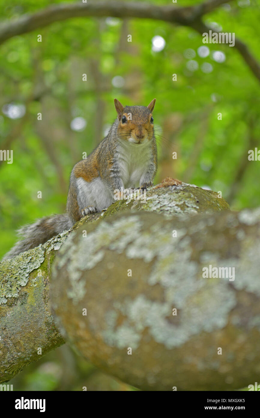 Squirrel listening hi-res stock photography and images - Alamy