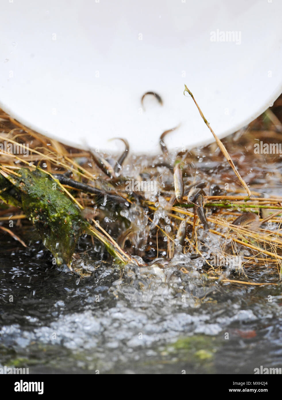 Minnows are released into a base lake by the U.S. Fish and Wildlife ...