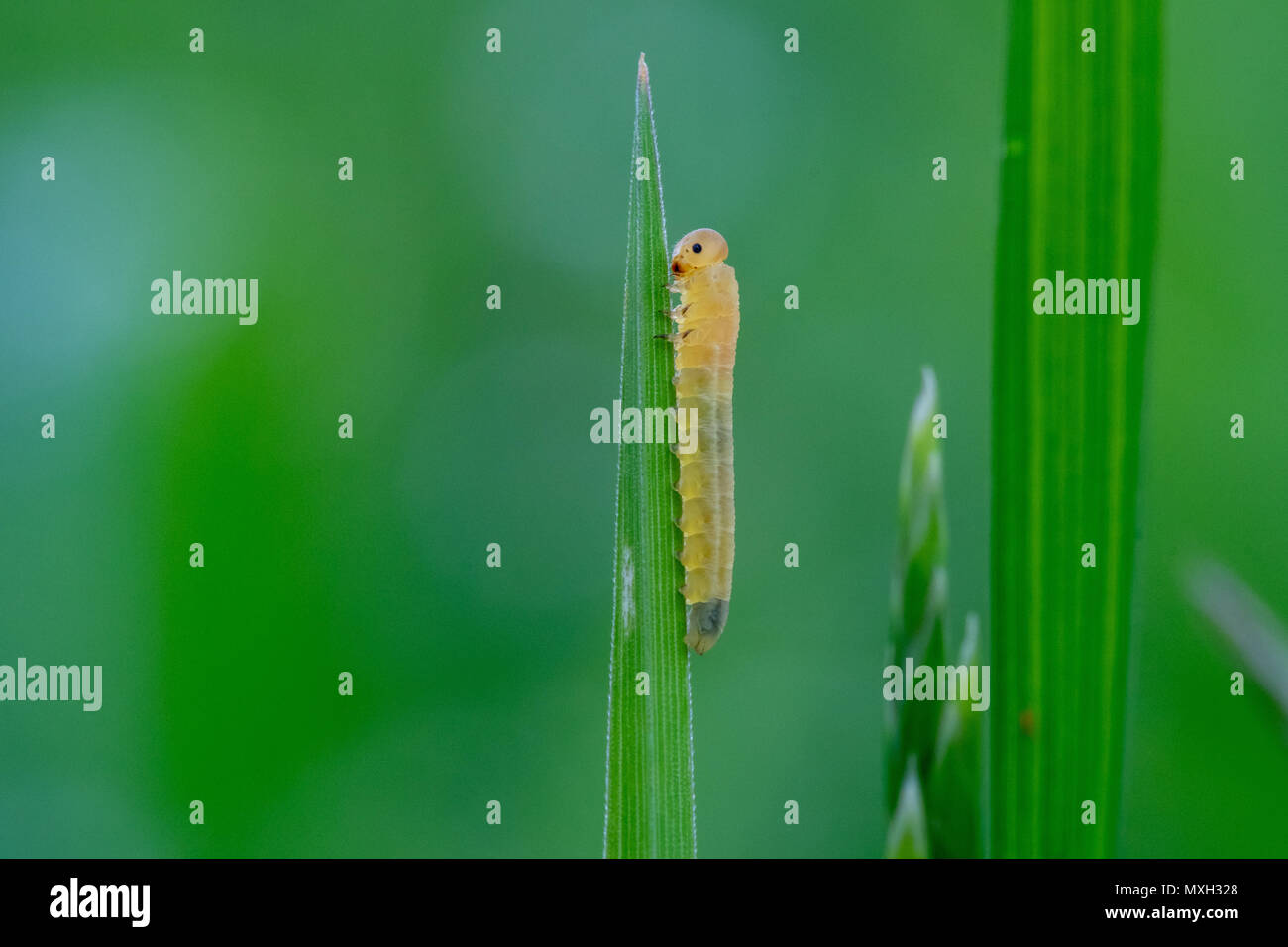 Sawfly larva on cock's-foot grass (Dactylis glomerata). Insect in the ...