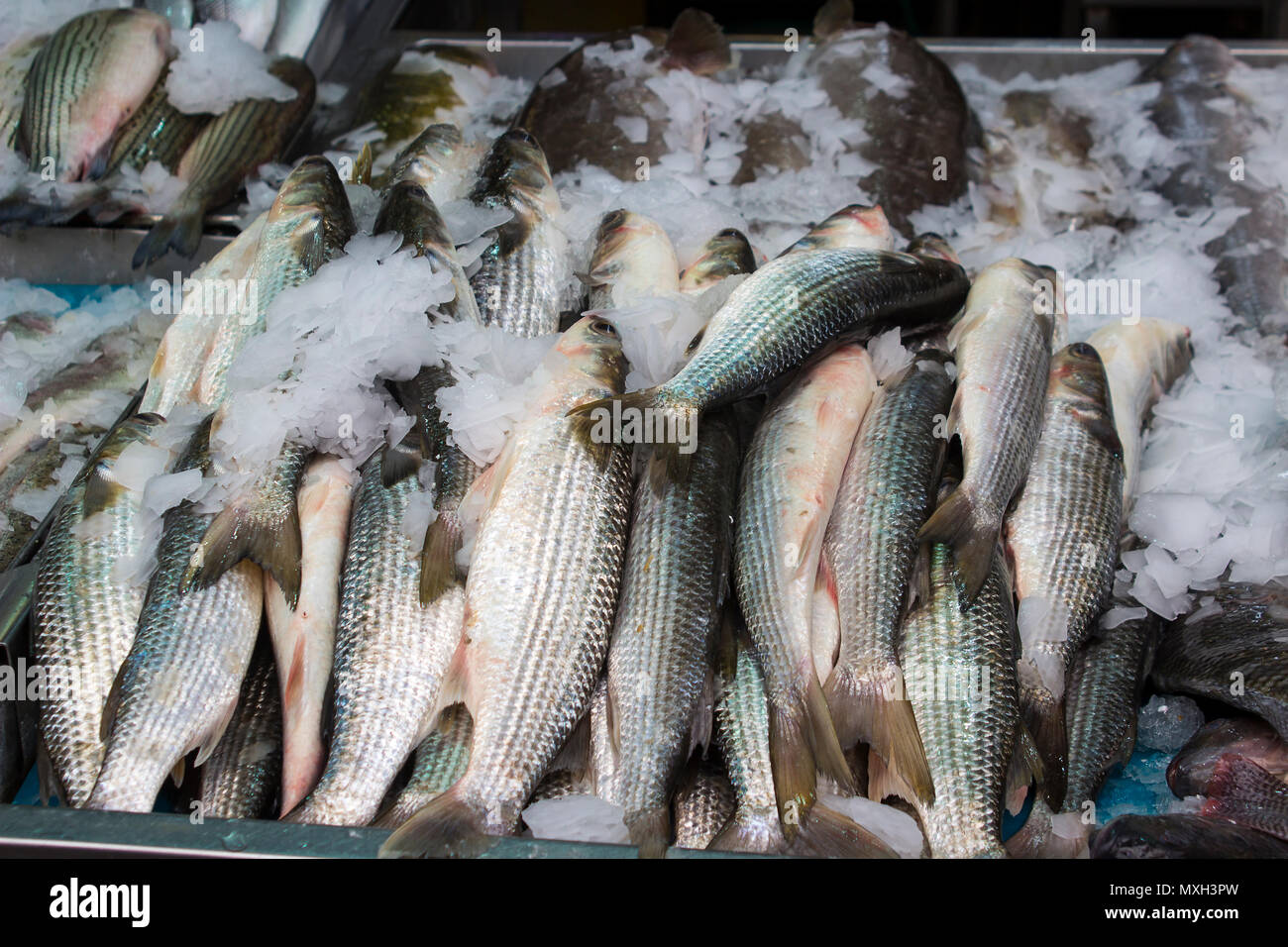 Fresh iced fish hi-res stock photography and images - Alamy