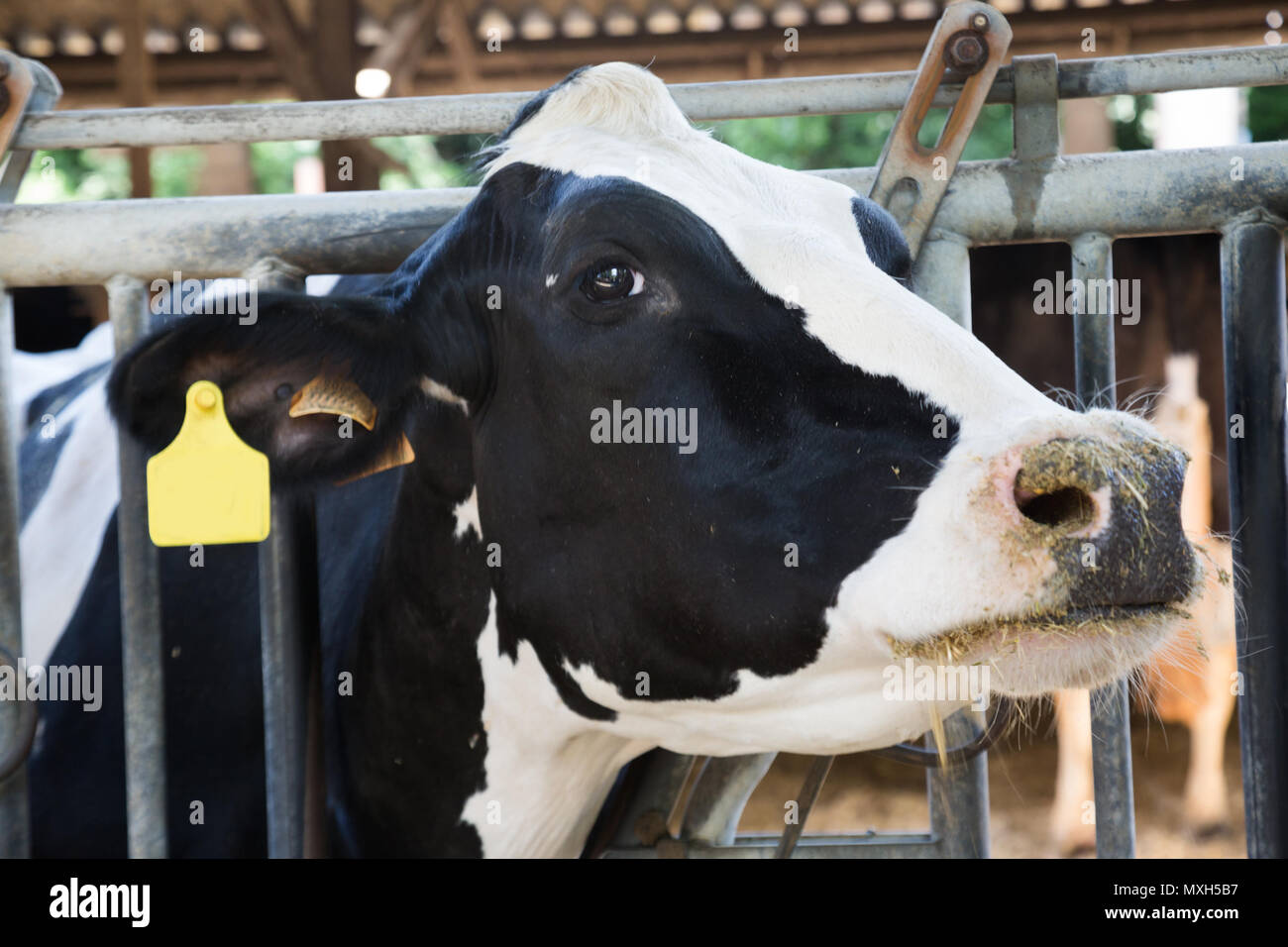 Closeup of head of holstein cow on dairy farm Stock Photo - Alamy