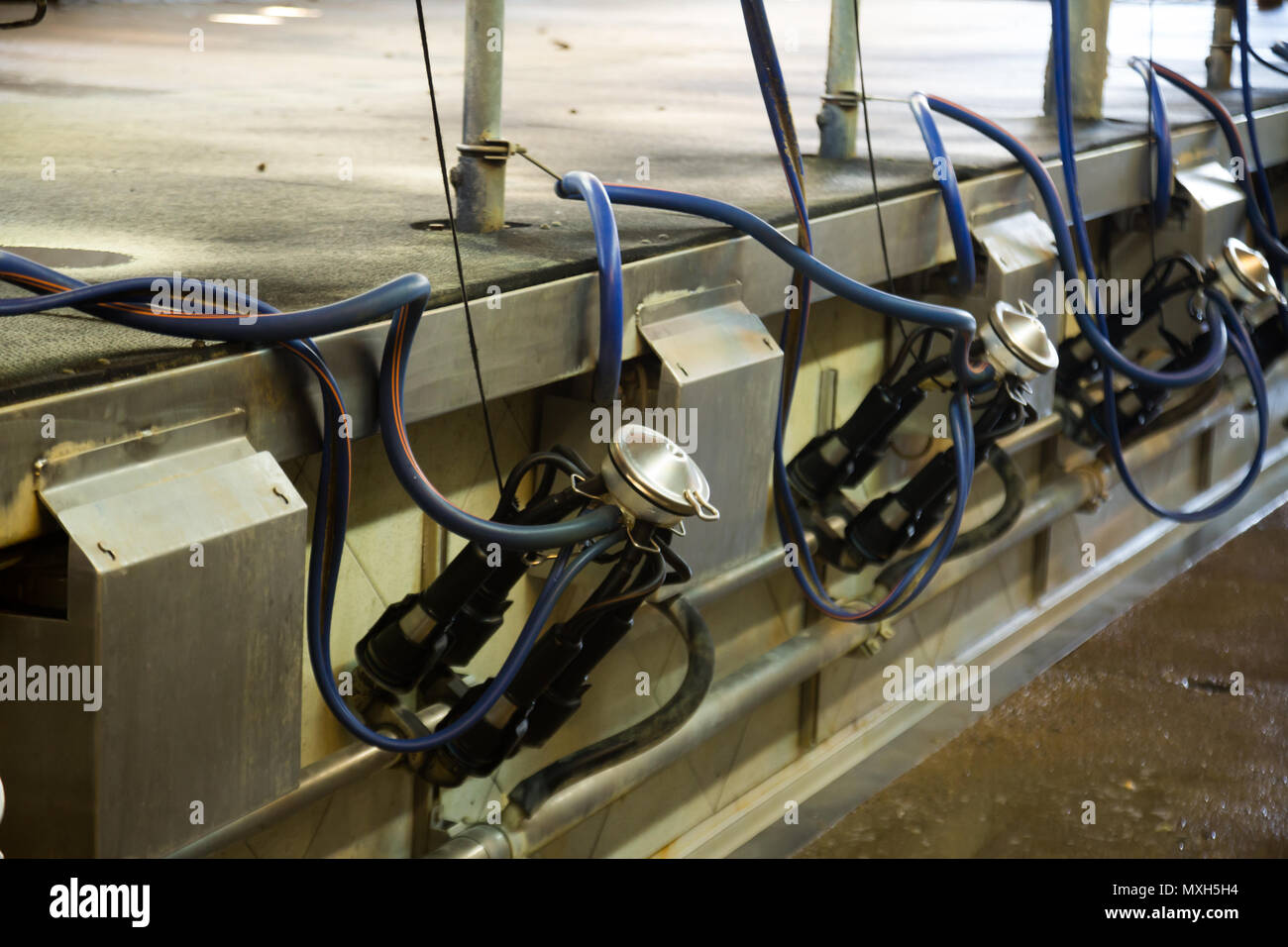 Robotic Milking High Resolution Stock Photography and Images - Alamy