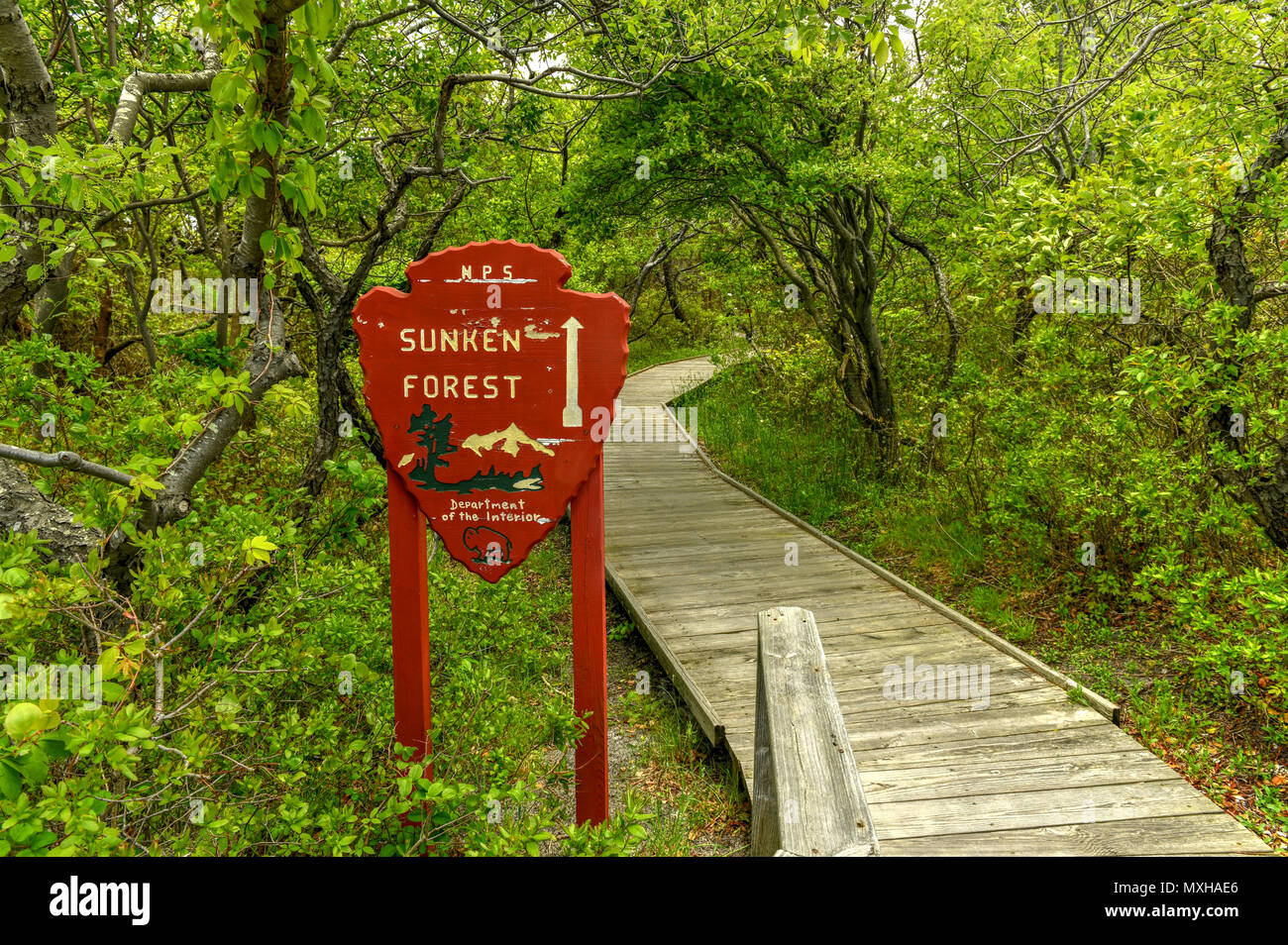 Sunken Forest in Fire Island, Long Island, New York. It is a rare ...