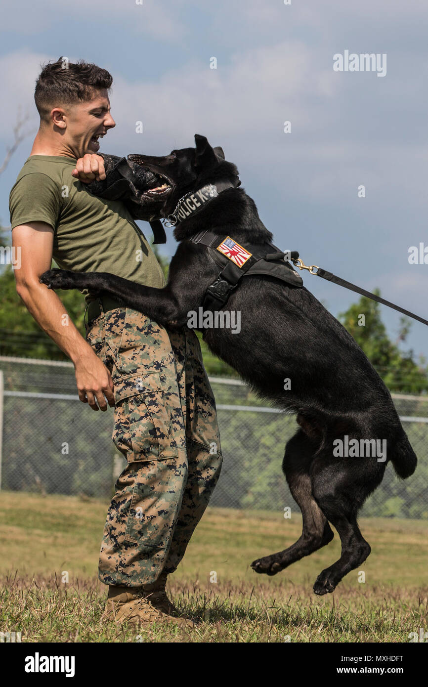 U.S. Marine Lance Cpl. Matthew Byrd, dog handler, Provost Marshall’s ...