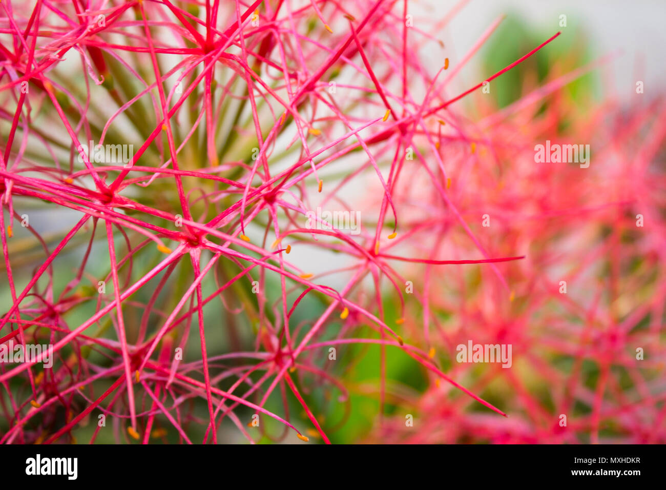 Thin filaments hi-res stock photography and images - Alamy