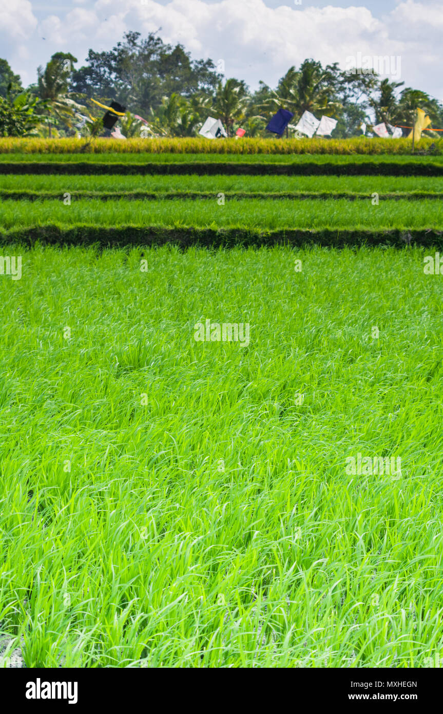 Rice paddies in valley, Bali, Indonesia Stock Photo - Alamy