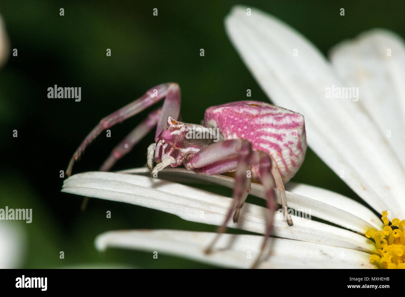 Pink crab spider – thomisus onustus hi-res stock photography and images ...